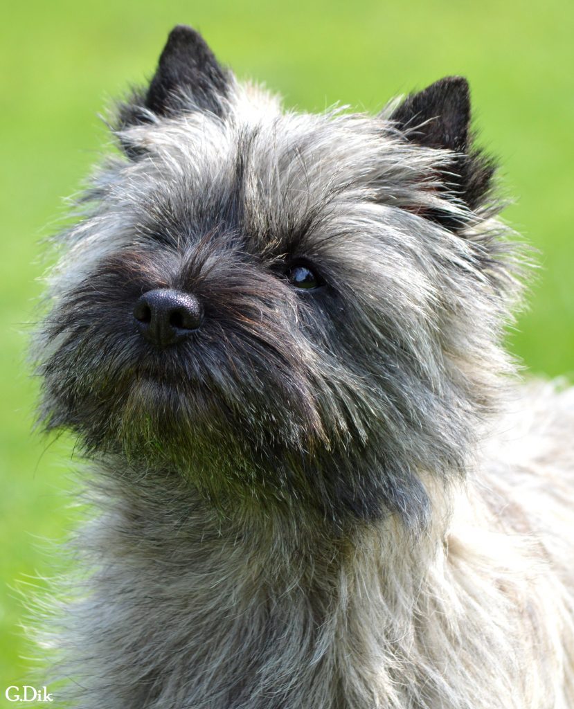 Nikki – Cobby Body Cairn Terriers