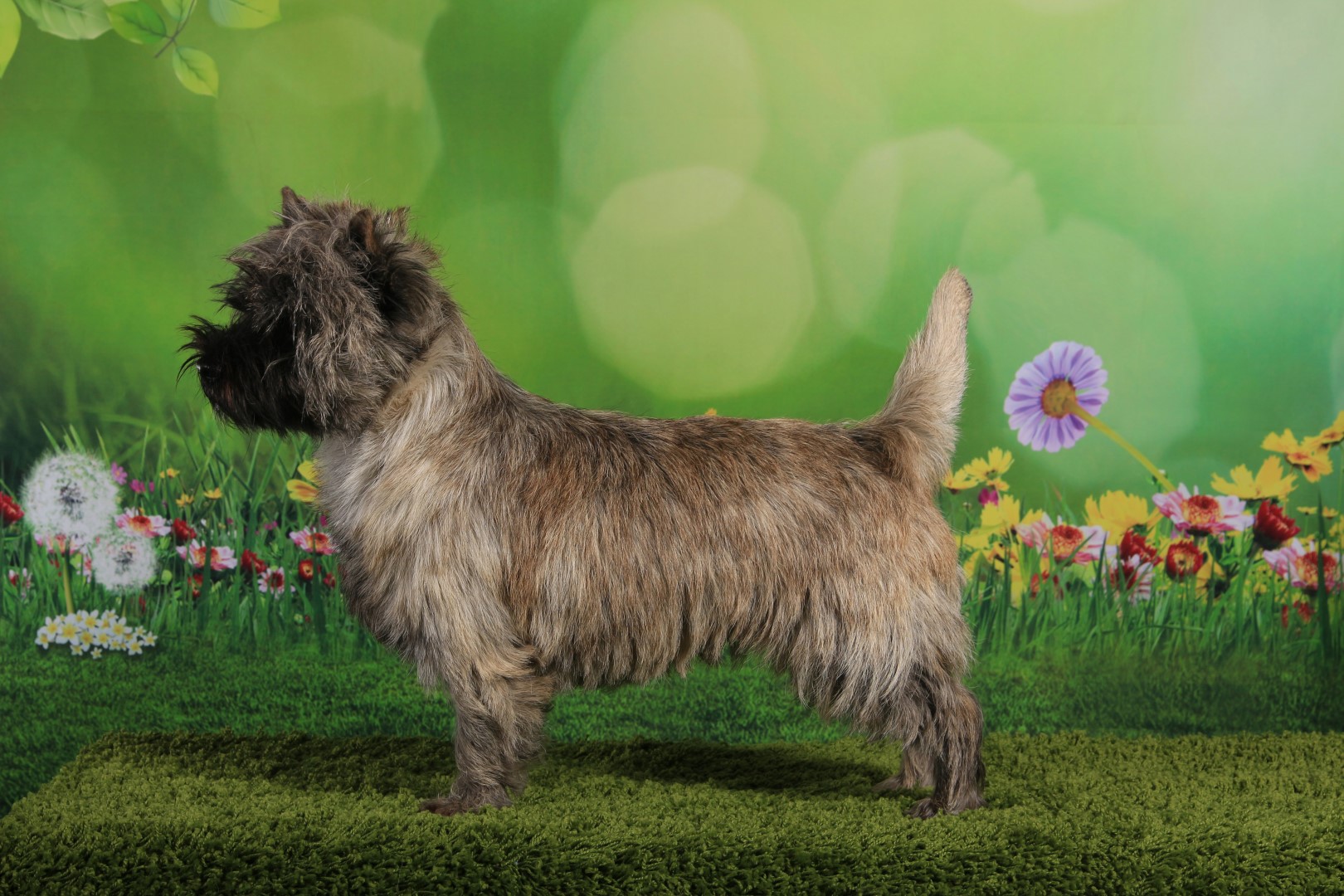 KCM van de NCTC 2018 – Cobby Body Cairn Terriers