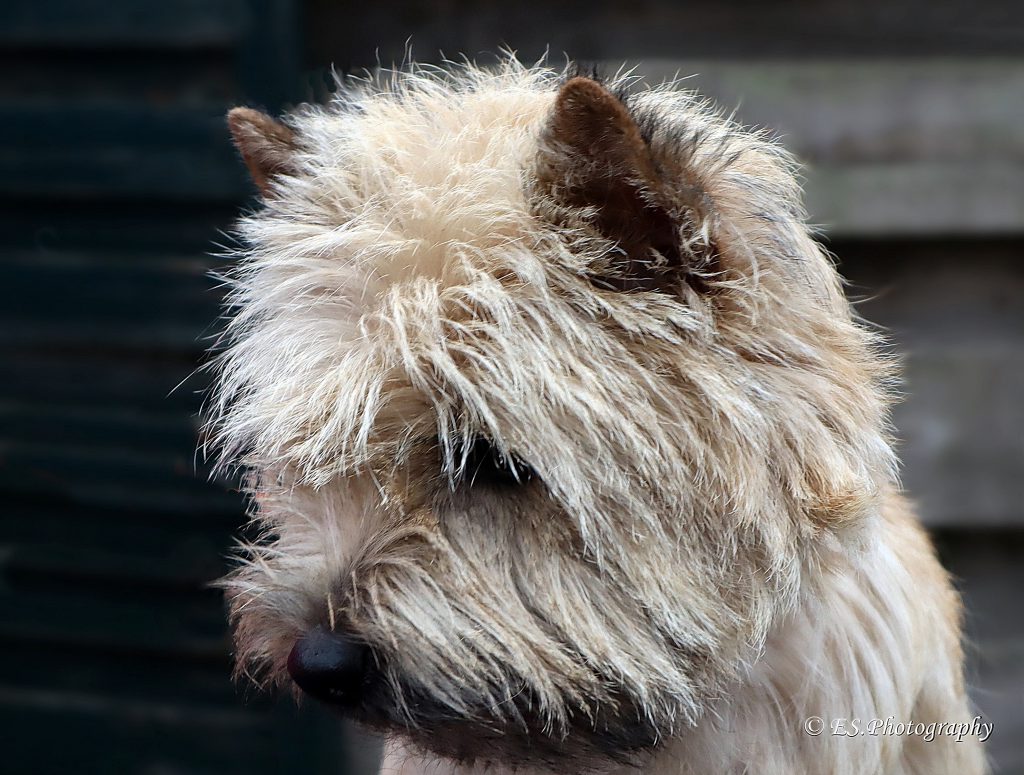 Winner 2018 – Cobby Body Cairn Terriers