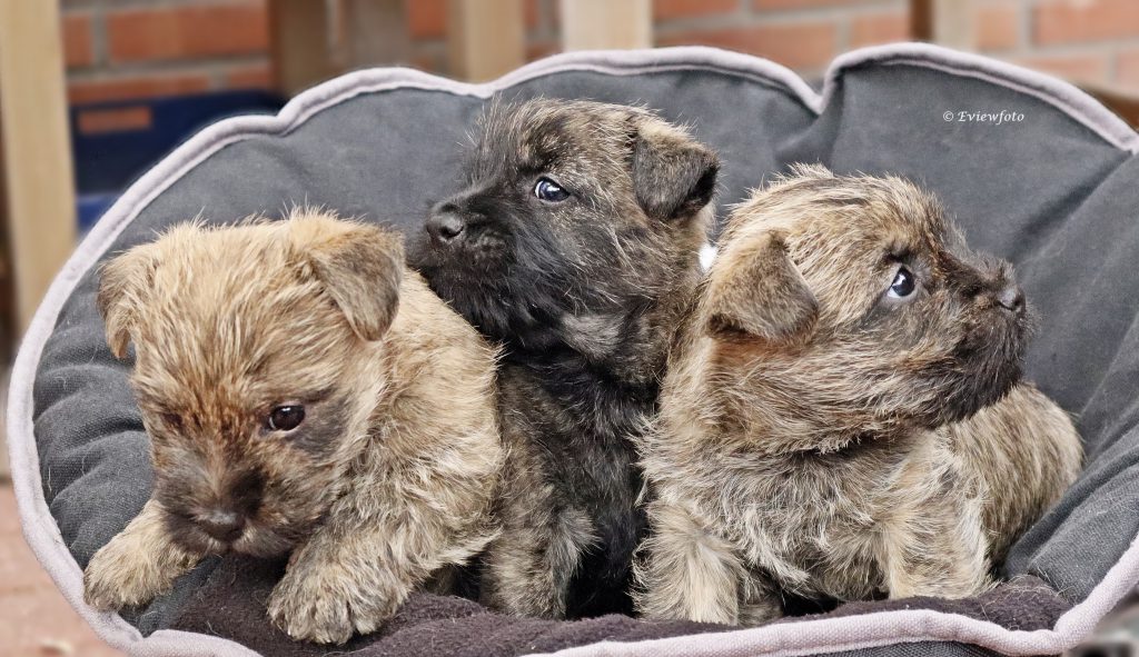 Bambi – Cobby Body Cairn Terriers