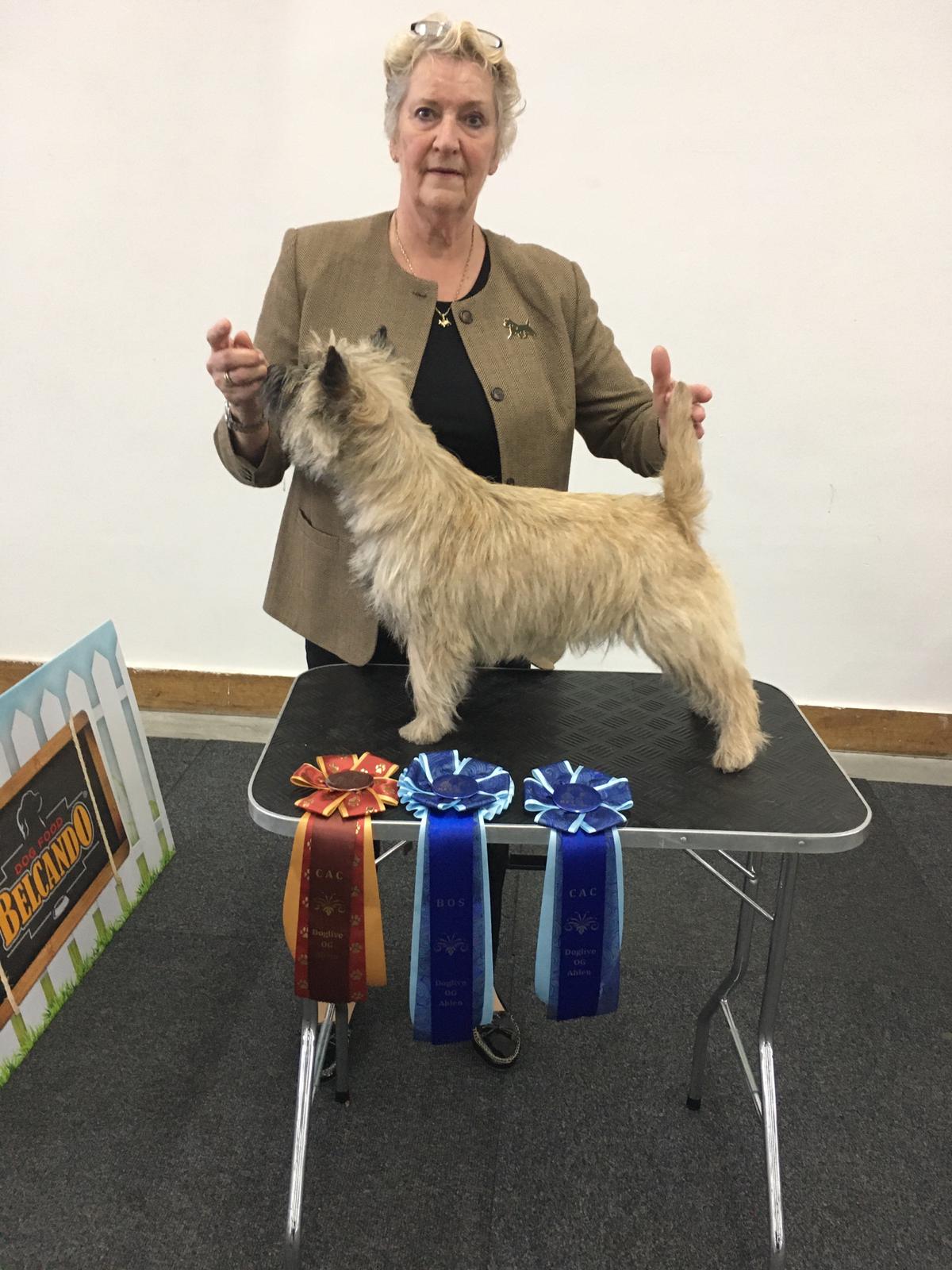 Dog Live Münster 2020 – Cobby Body Cairn Terriers