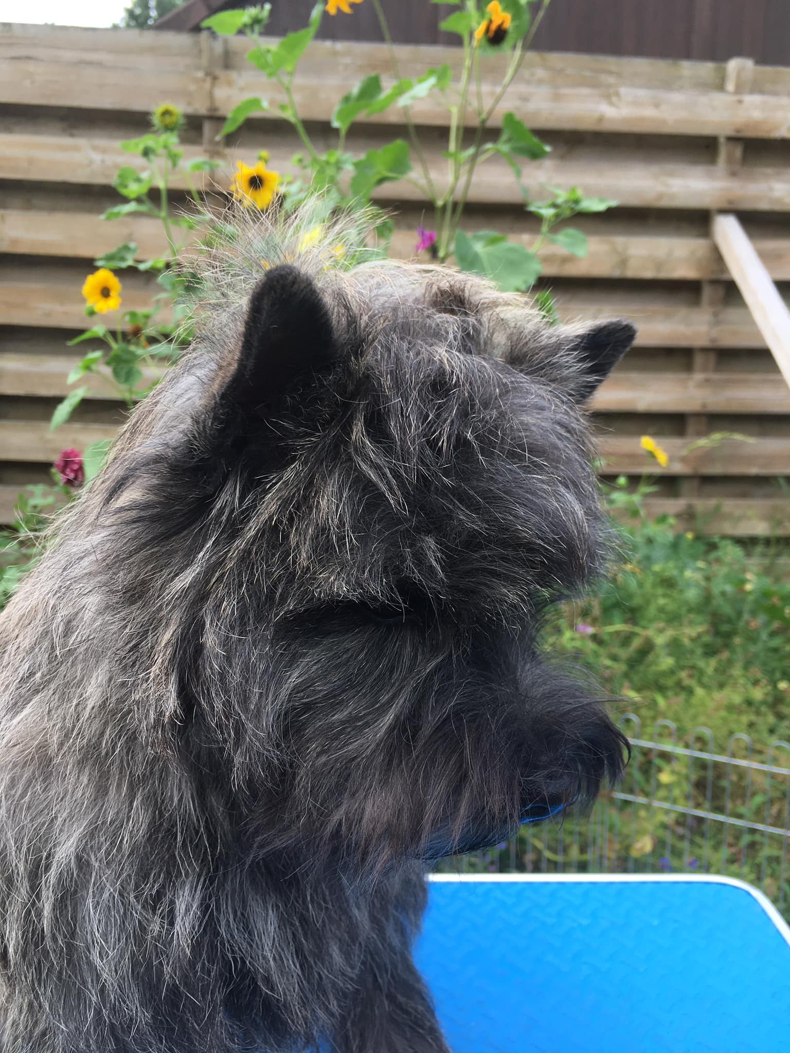 Milkyway – Cobby Body Cairn Terriers