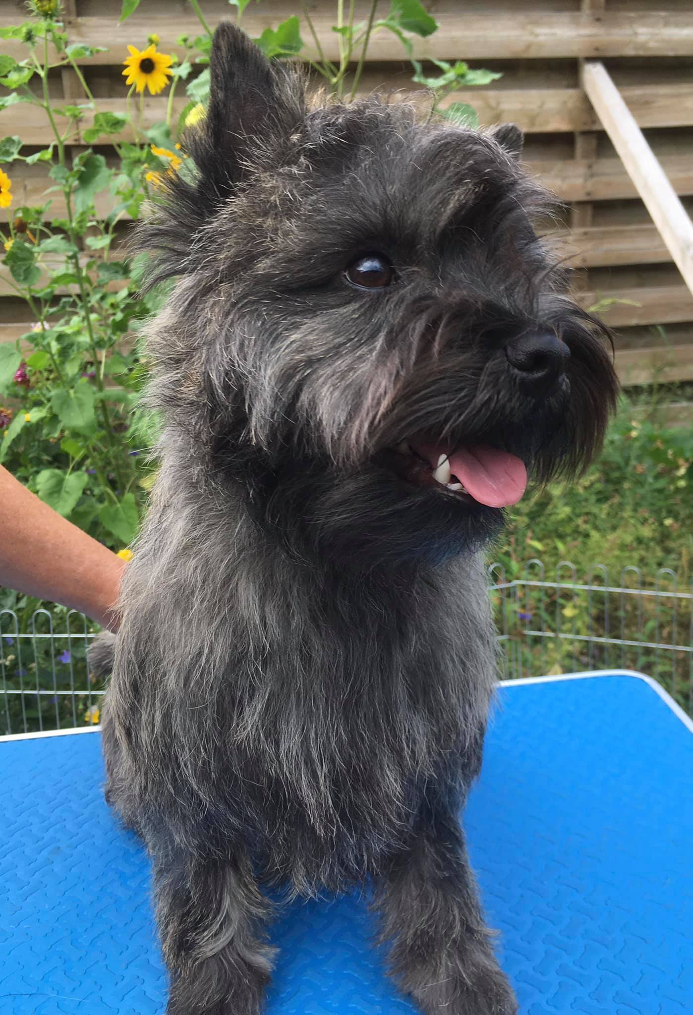 Milkyway – Cobby Body Cairn Terriers