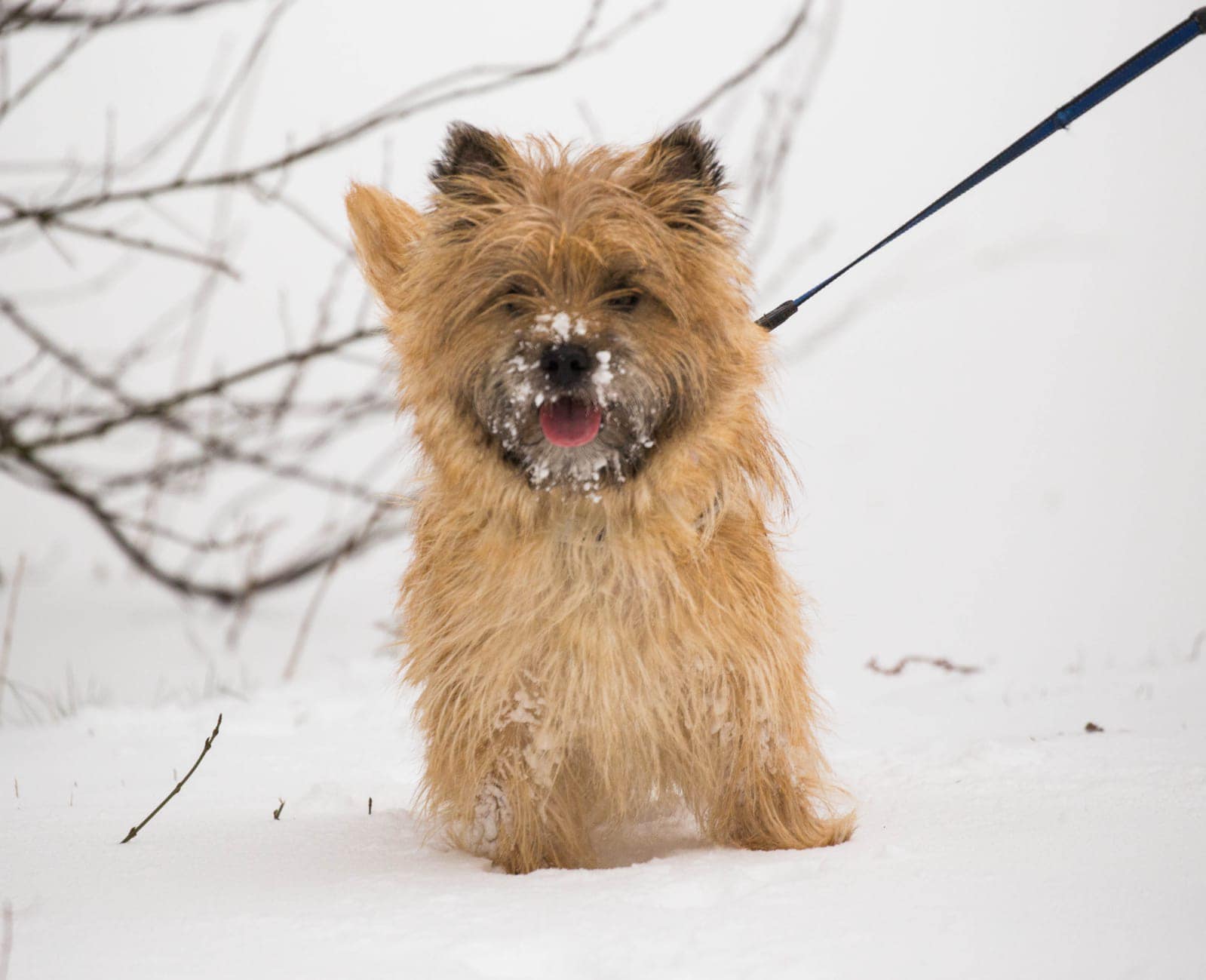 Cobby Body Cairn Terriers – Select kennel with excellent Cairn Terriers ...
