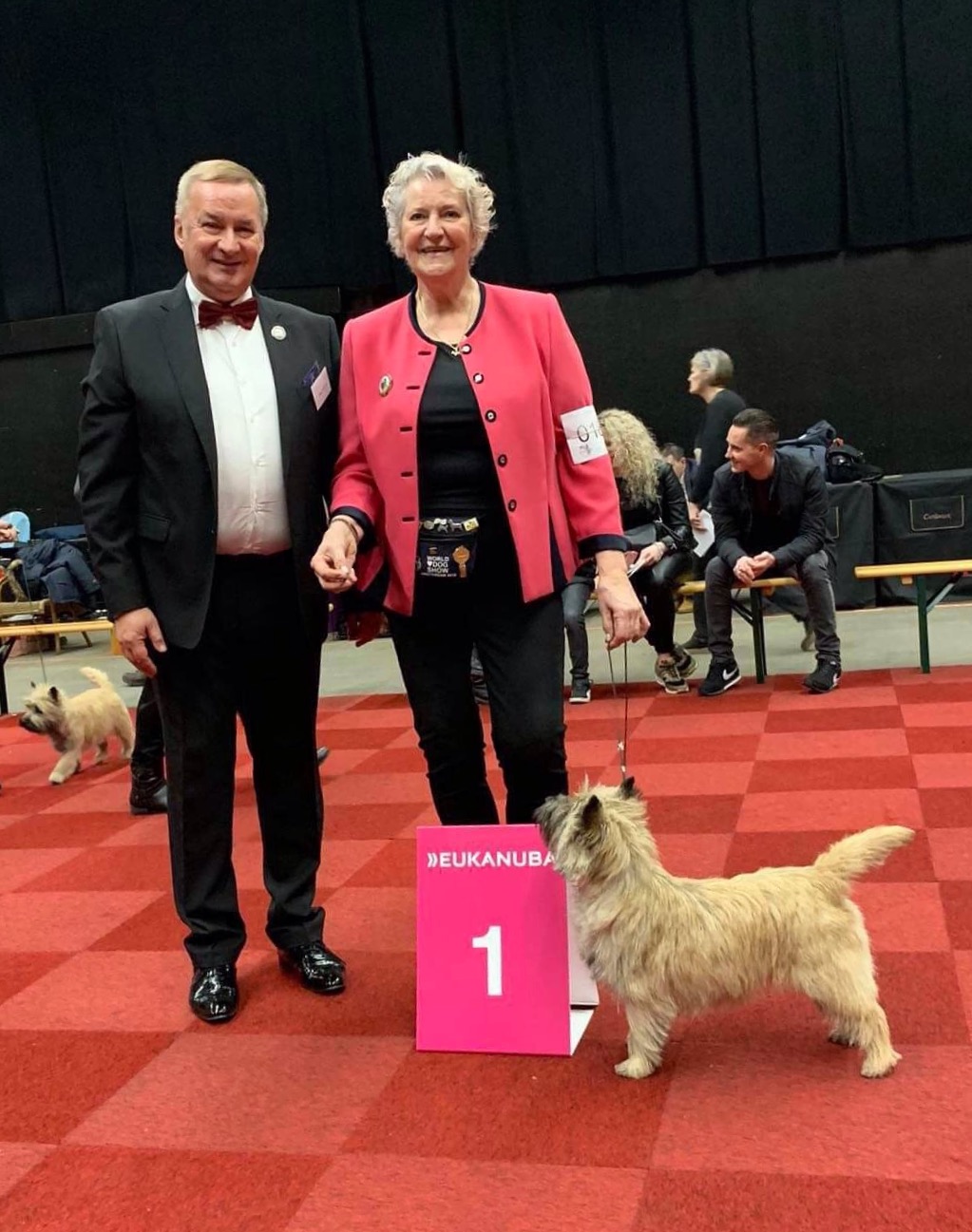 Lilly Faye – Cobby Body Cairn Terriers